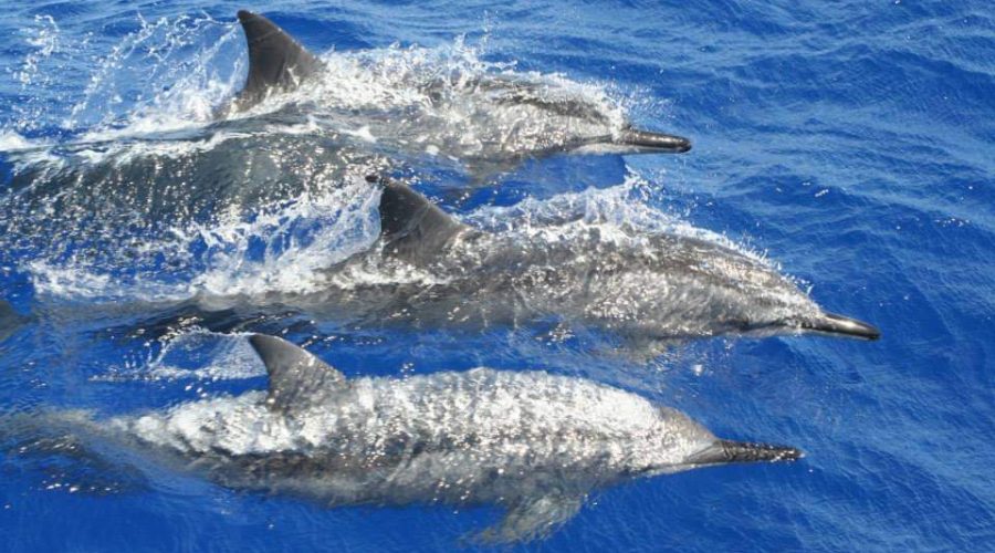 Dolphin watch – O CAP TOURS